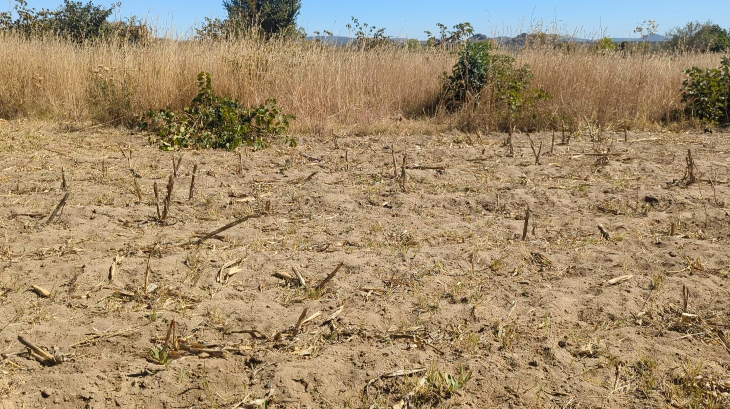 Severe drought in Malawi, Zambia and Zimbabwe - MicroLoan Foundation ...